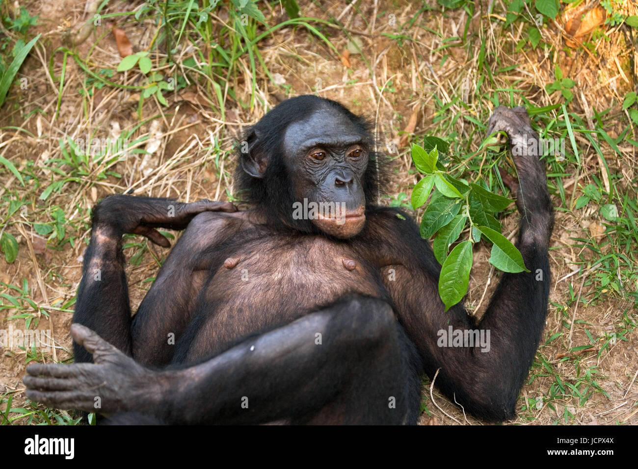 Bonobos lying on the ground. Democratic Republic of Congo. Lola Ya ...