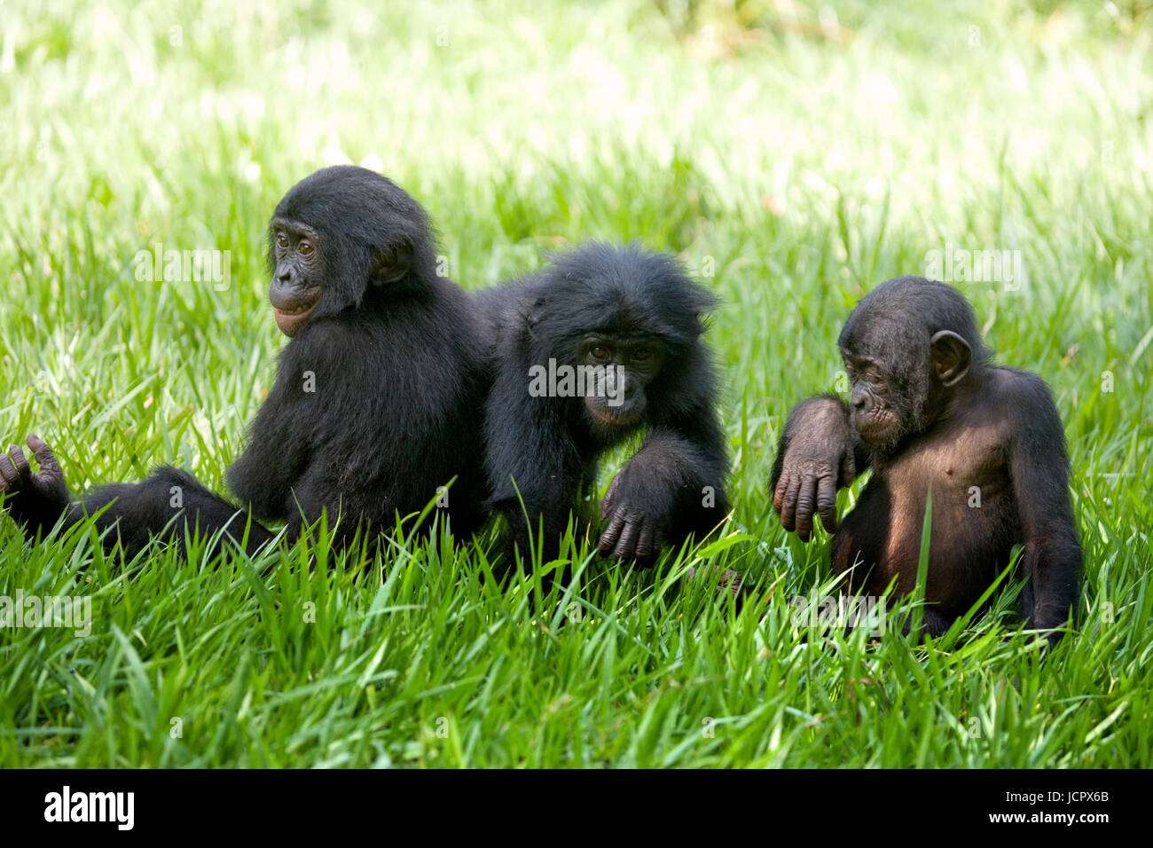 Three baby bonobos play with each other. Democratic Republic of Congo ...