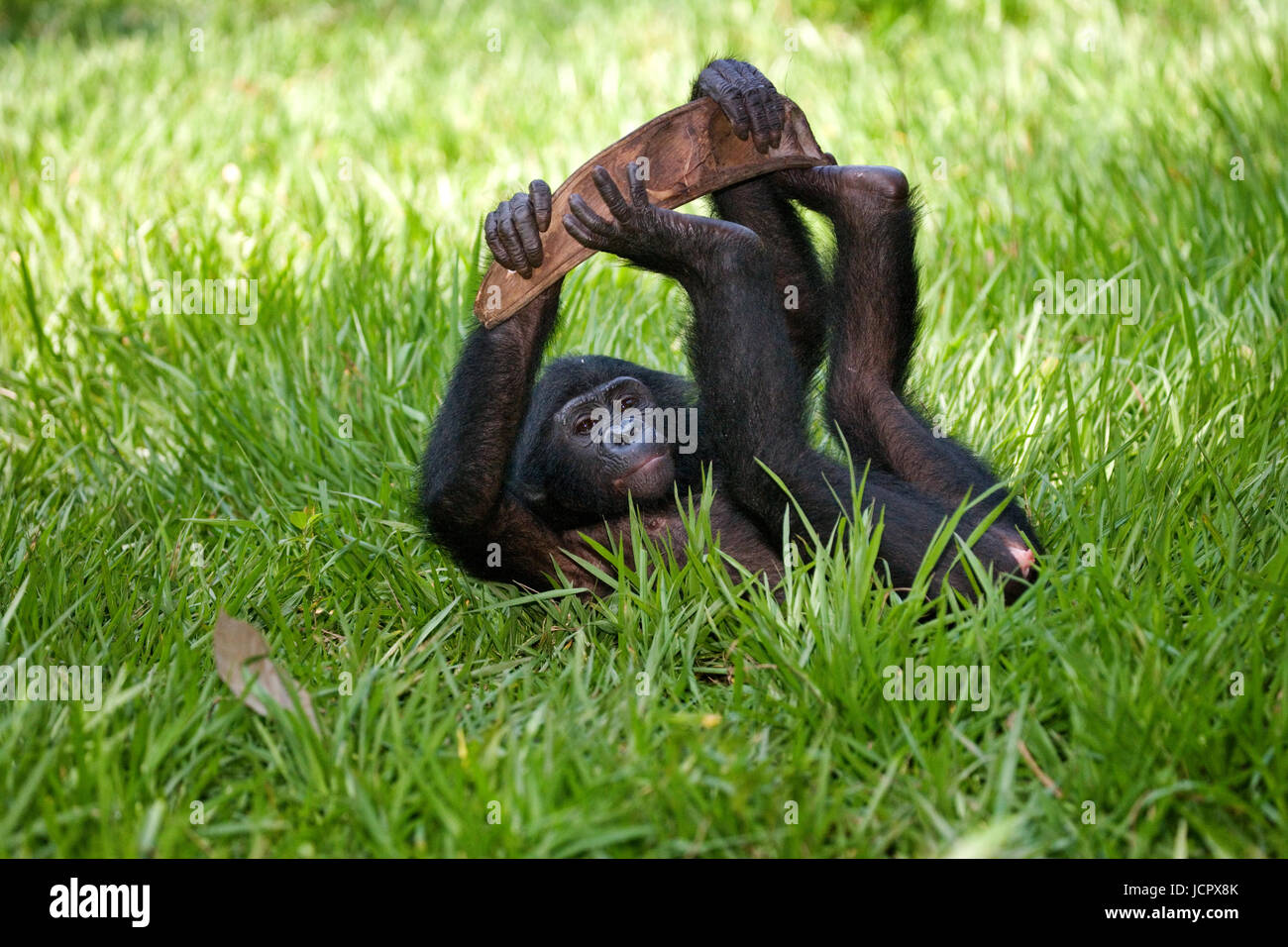 Baby of Bonobo is lying on the grass. Democratic Republic of Congo ...