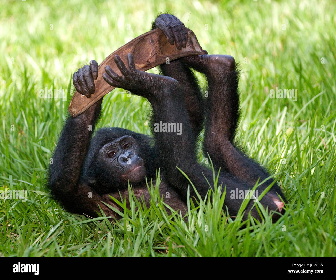 Baby of Bonobo is lying on the grass. Democratic Republic of Congo ...