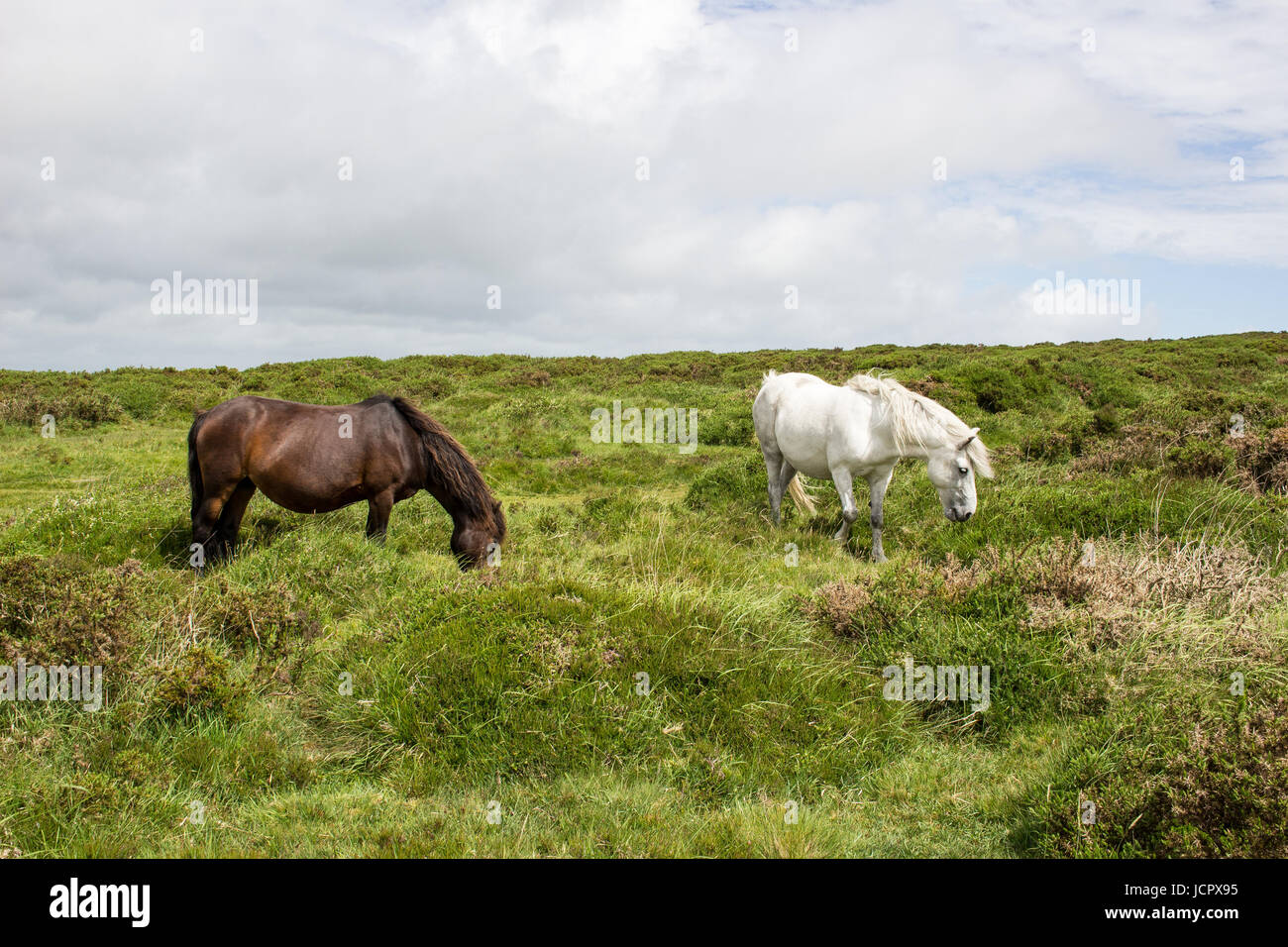 Wild ponies grazing near Saddle Tor on Dartmoor, Devon Stock Photo - Alamy