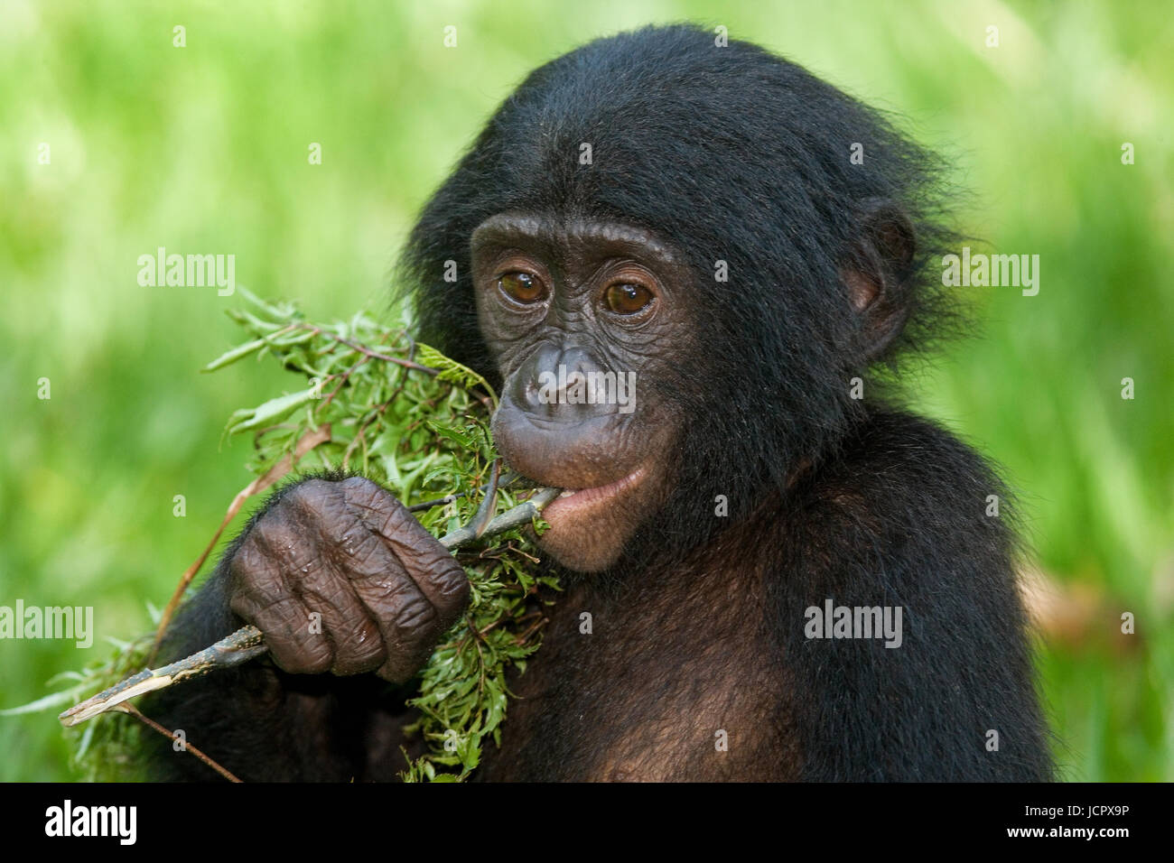 A baby Bonobo sits in the grass. Democratic Republic of Congo. Lola Ya ...