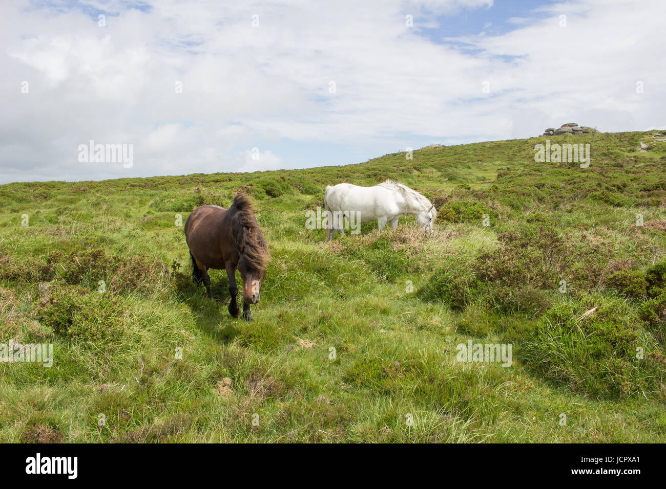 Wild ponies grazing near Saddle Tor on Dartmoor, Devon Stock Photo - Alamy