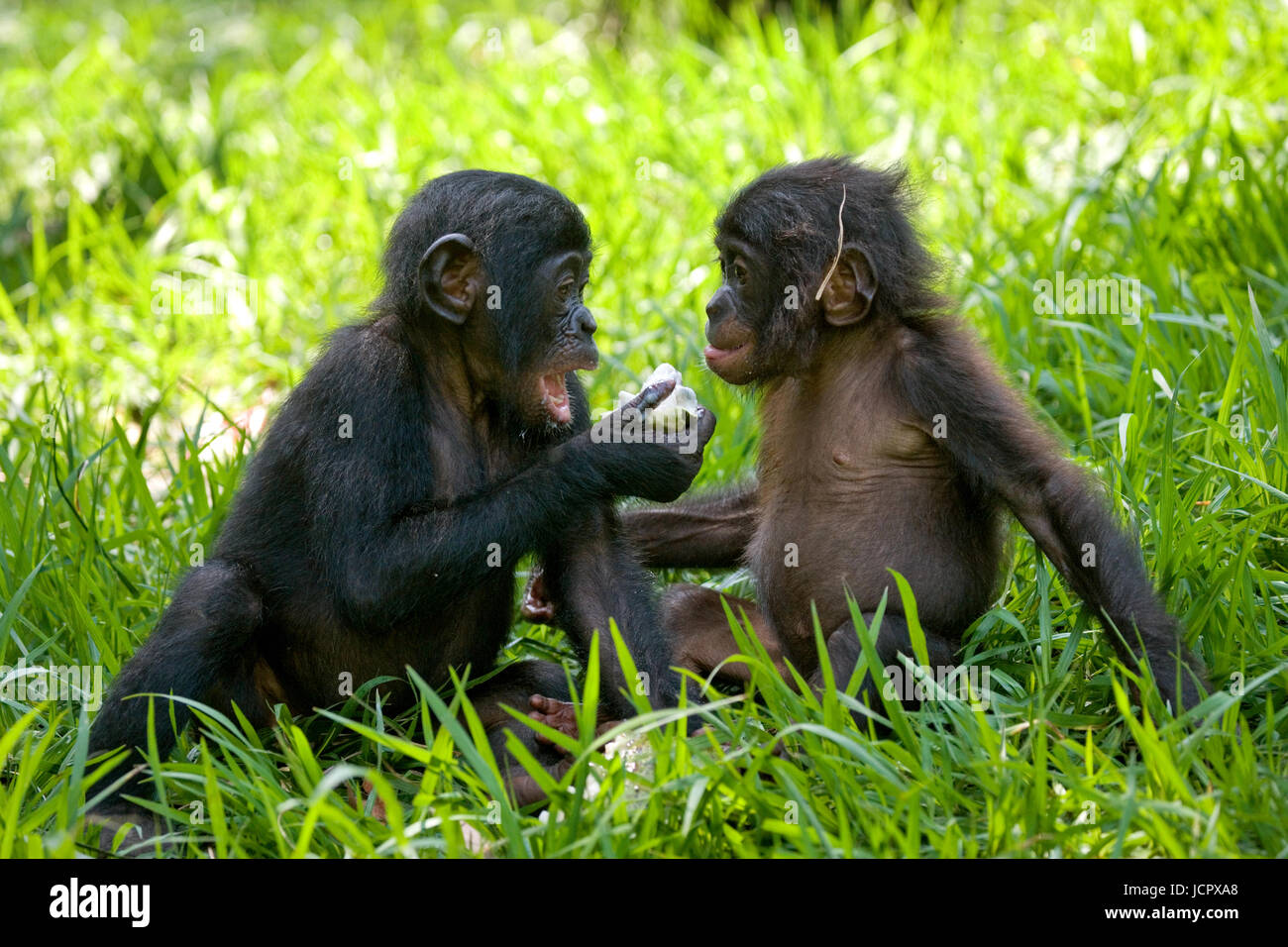 Two baby Bonobo sitting on the grass. Democratic Republic of Congo ...