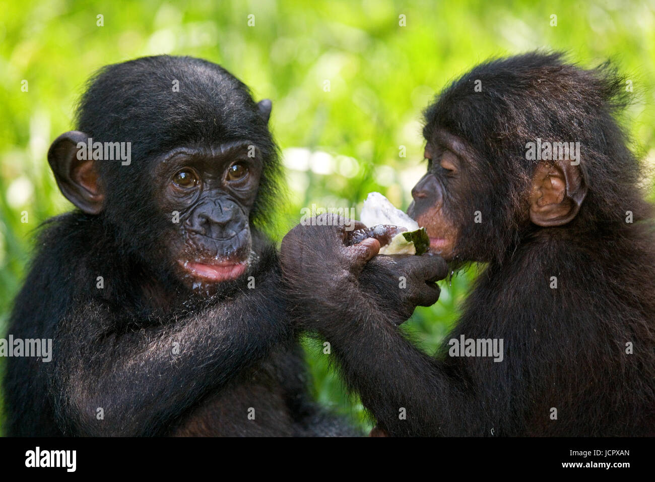 Two baby Bonobo sitting on the grass. Democratic Republic of Congo ...