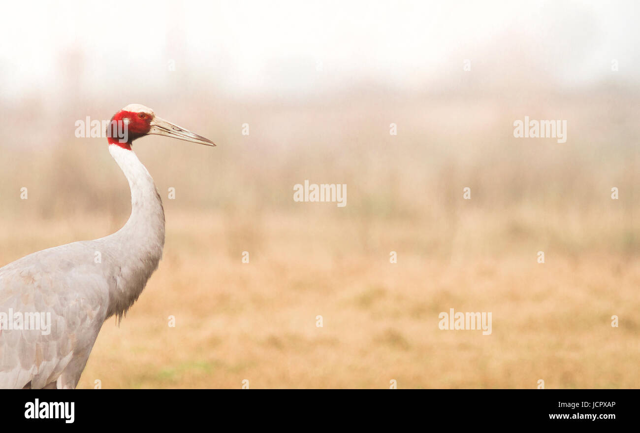 Portrait of a Sarus crane Stock Photo - Alamy