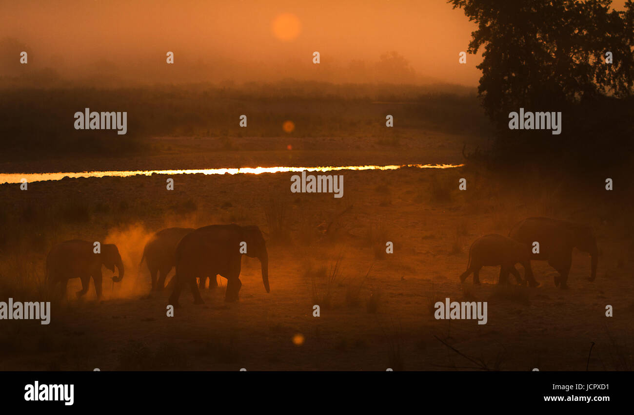 Indian Elephant Herd at Sunrise Stock Photo - Alamy