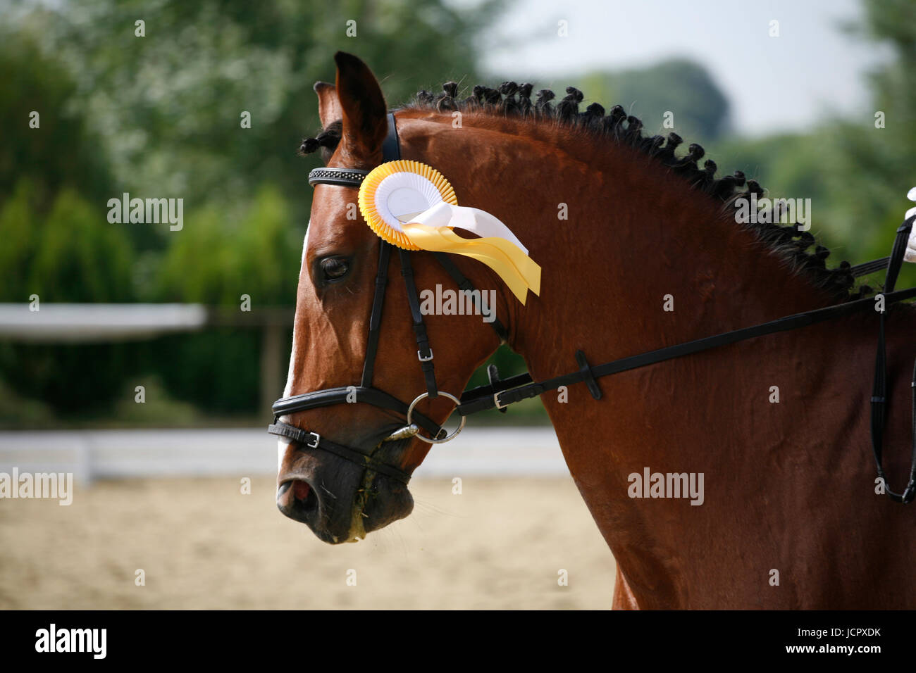 Portrait of beautiful dressage horse in motion on horse racing track ...