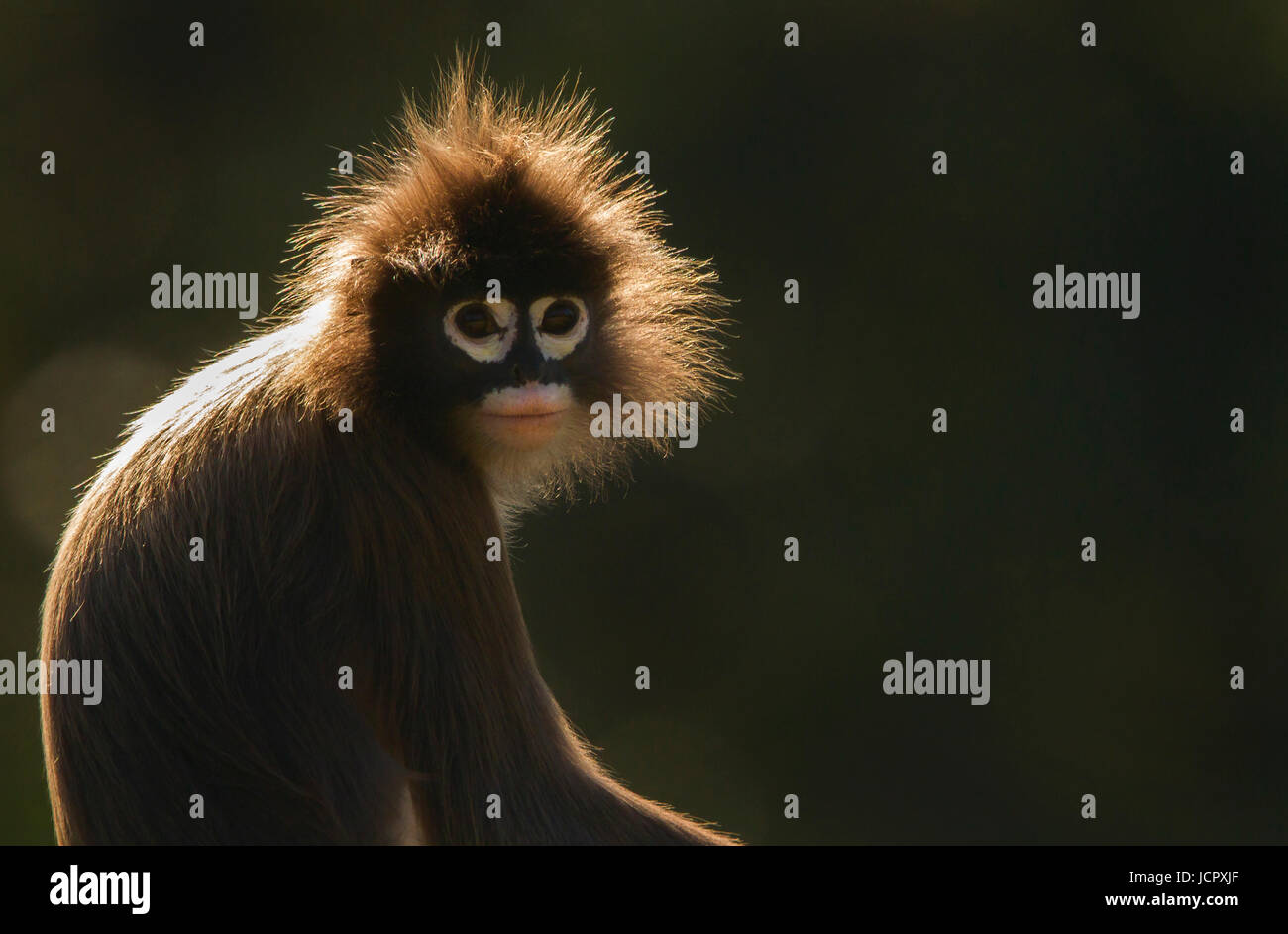 Golden langur monkey assam hi-res stock photography and images - Alamy
