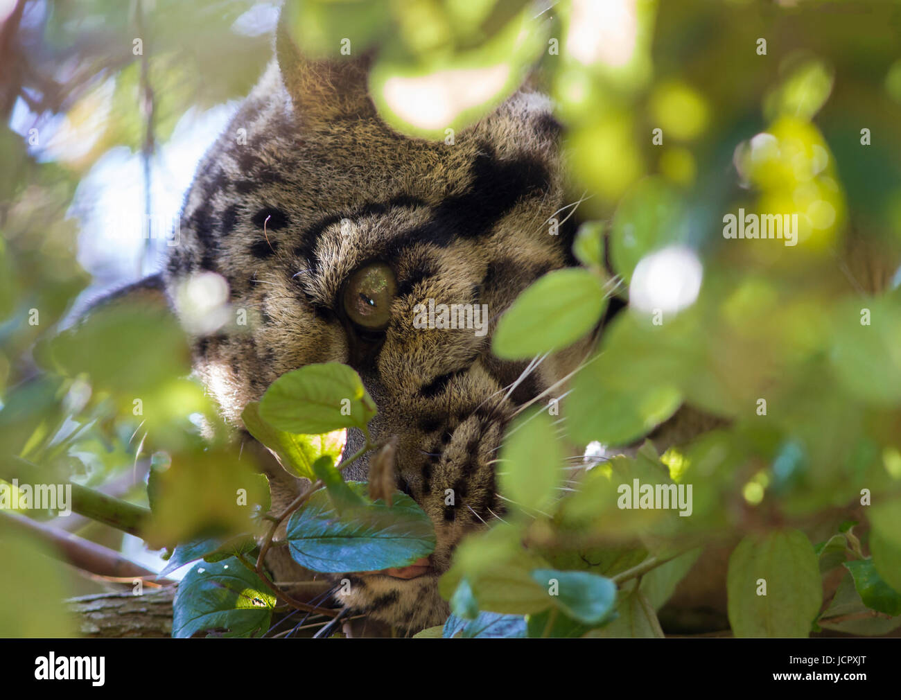 Clouded Leopards Claws Skin Heads