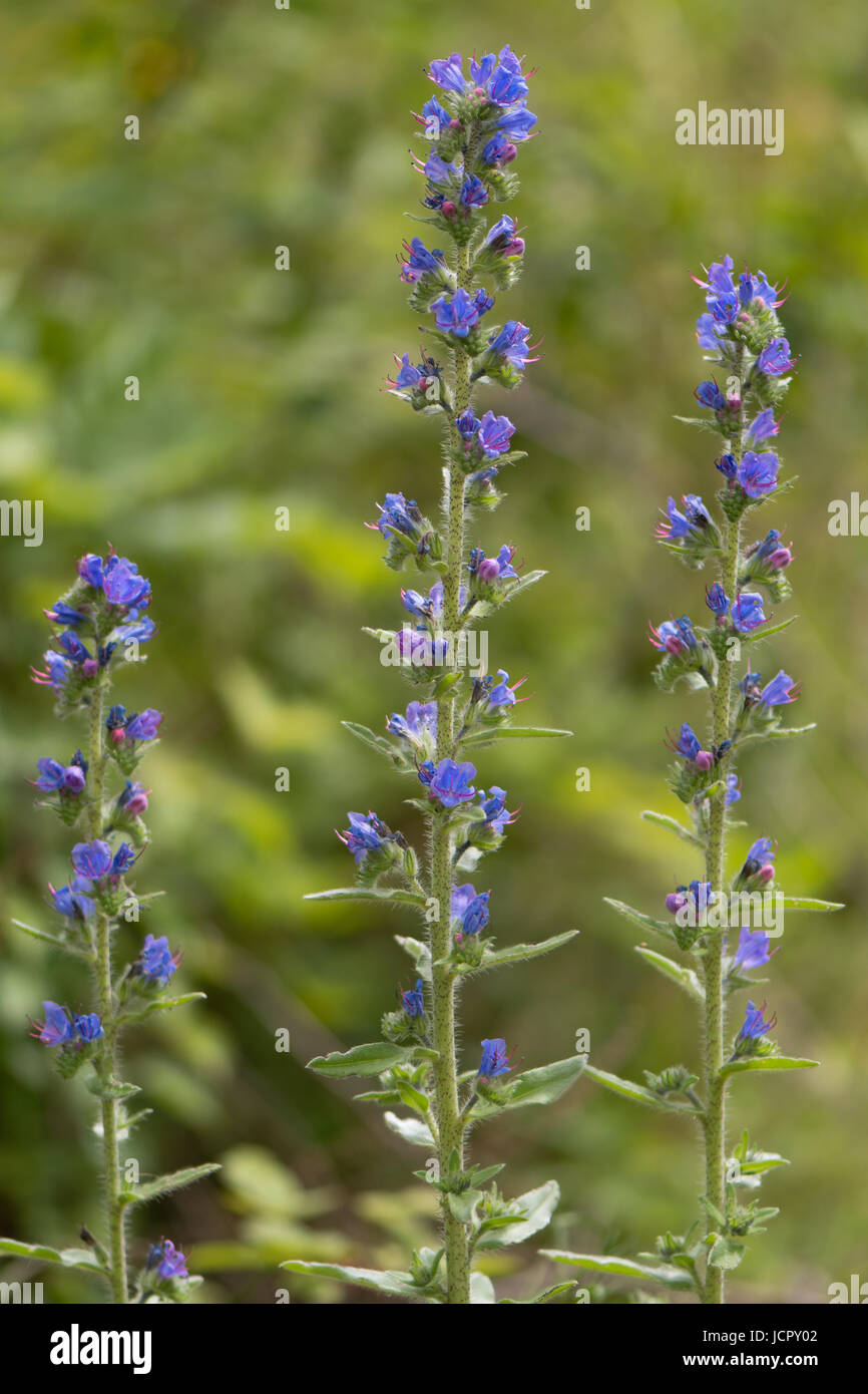 Viper's bugloss (Echium vulgare) plants in flower. Blue flowers on a ...