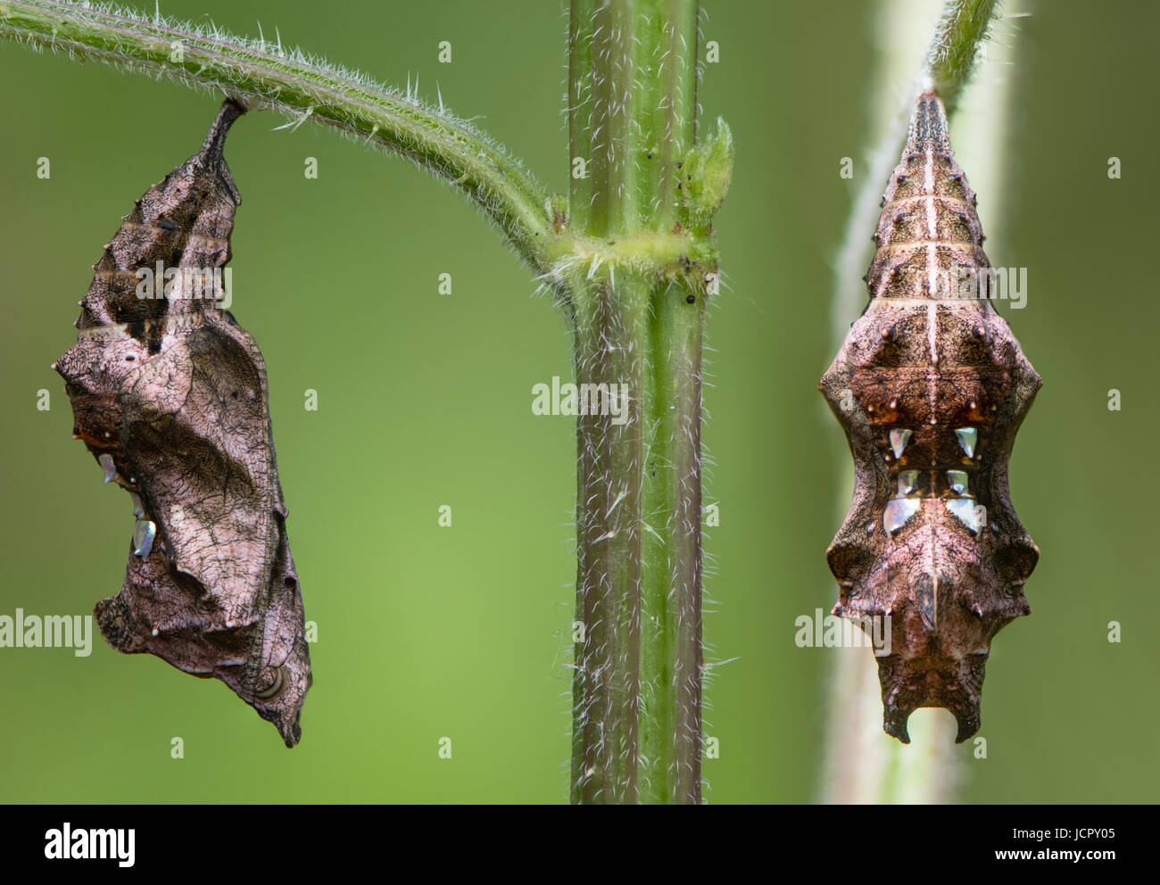 Chrysalis butterfly hi-res stock photography and images - Alamy