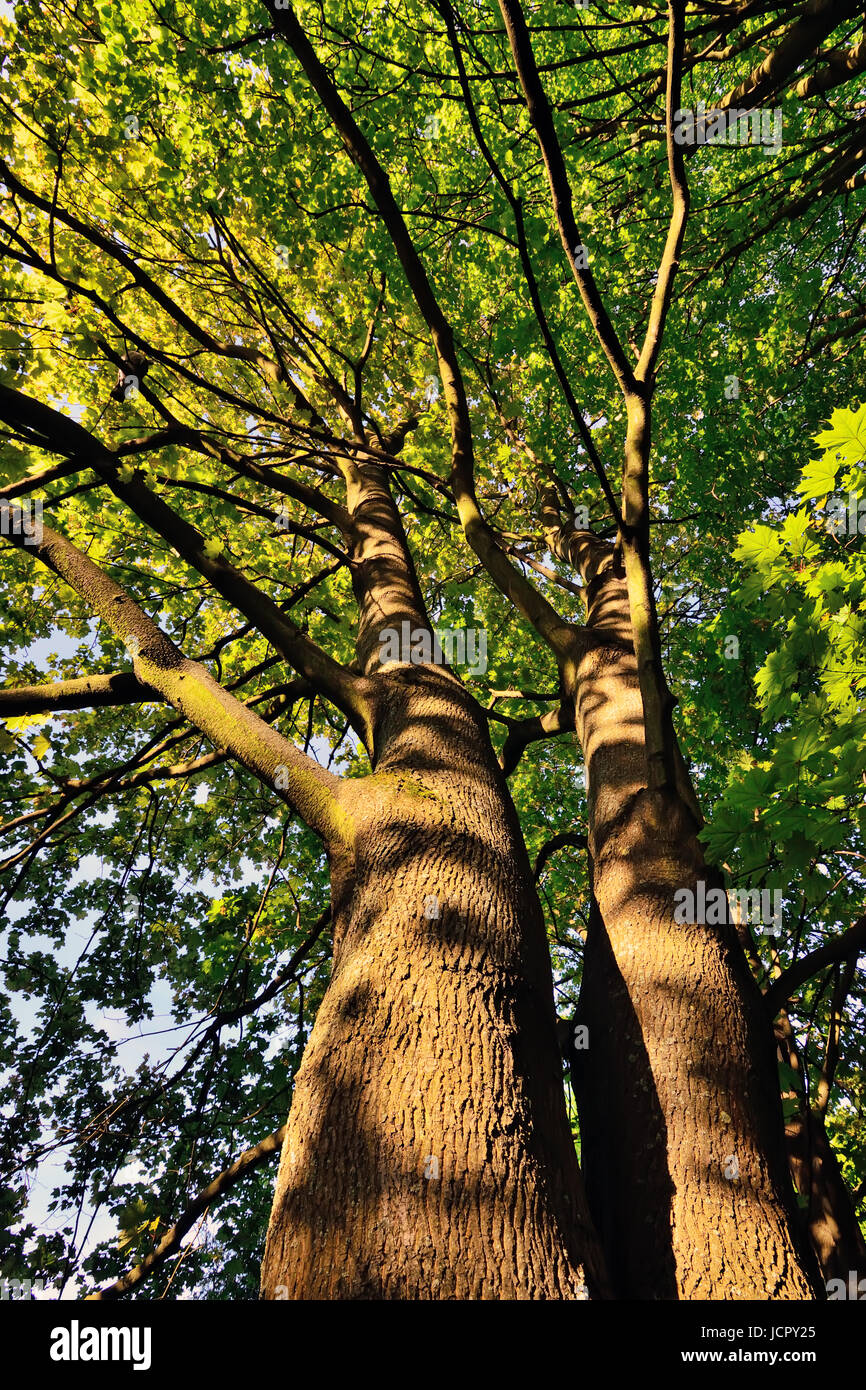 Double trunk hi-res stock photography and images - Alamy