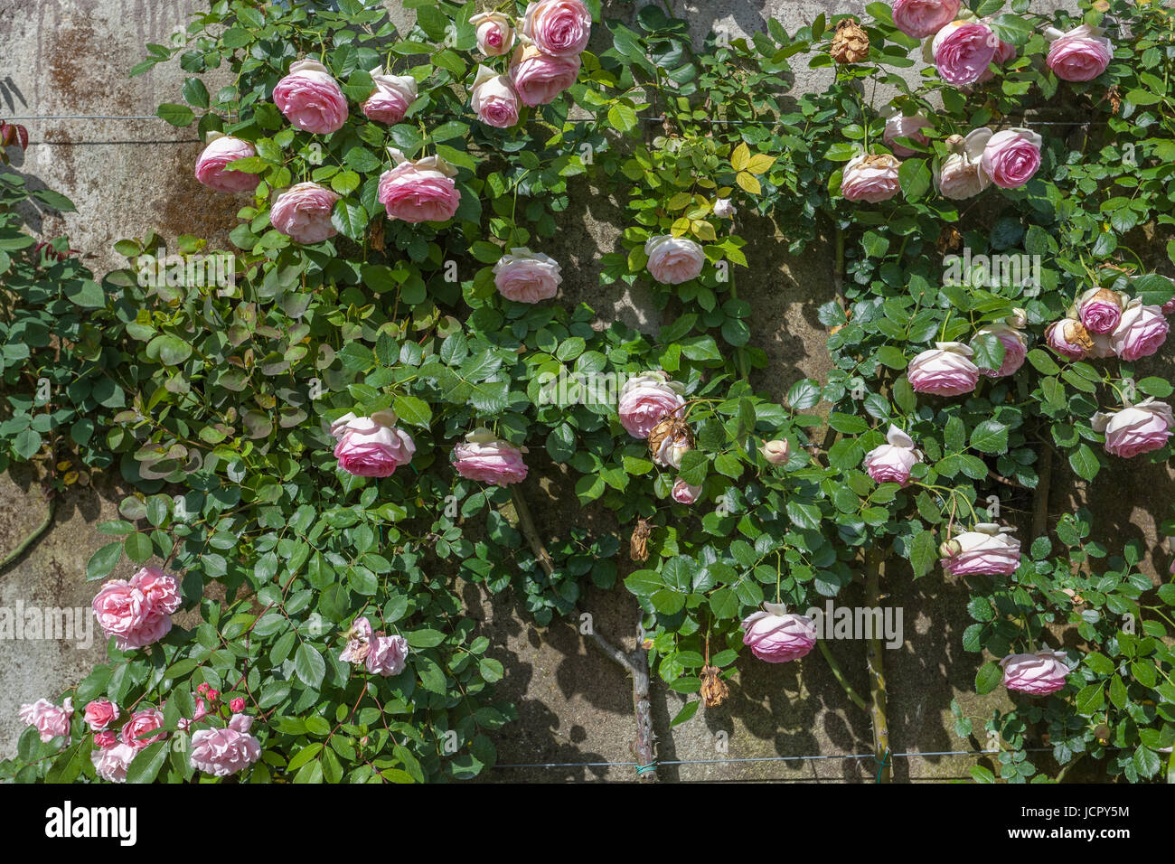 Bush of roses over a Stone Wall in Florence, Tuscany, Italy Stock Photo ...