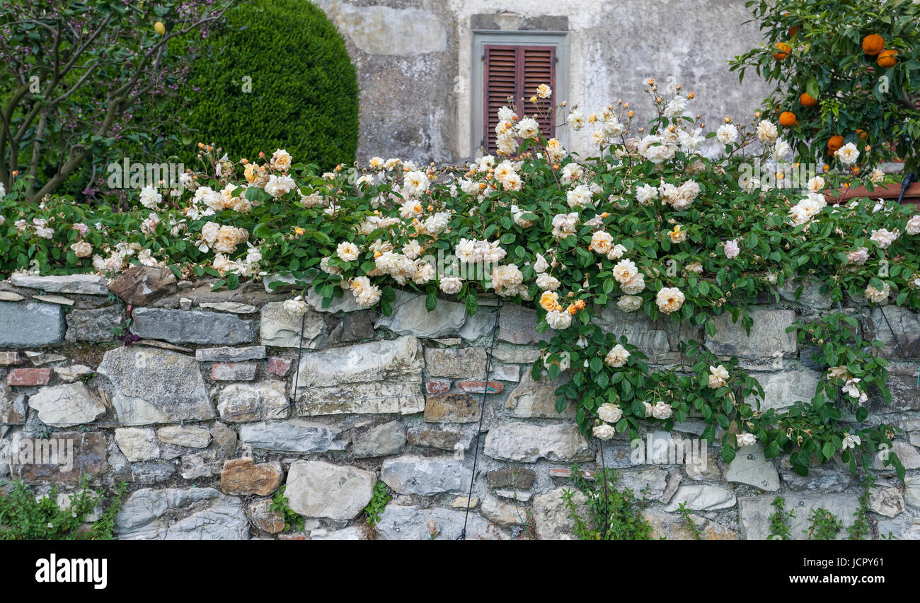 Bush of roses over a Stone Wall in Florence, Tuscany, Italy Stock Photo ...