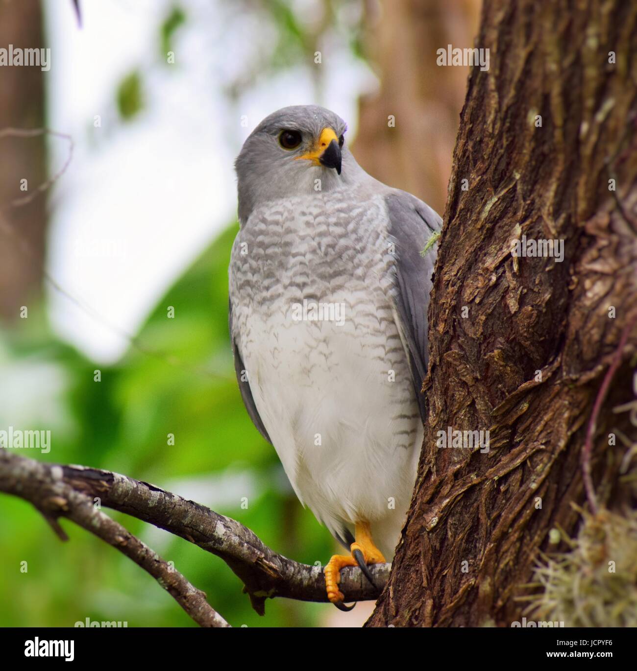 Grey goshawk australia hi-res stock photography and images - Alamy