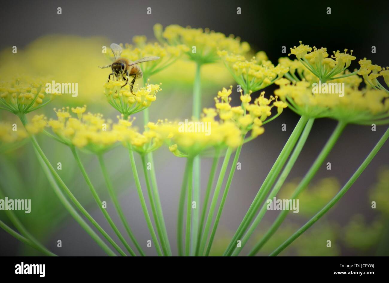 Bee buzzing around fennel flowers collecting nectar from the vege patch ...