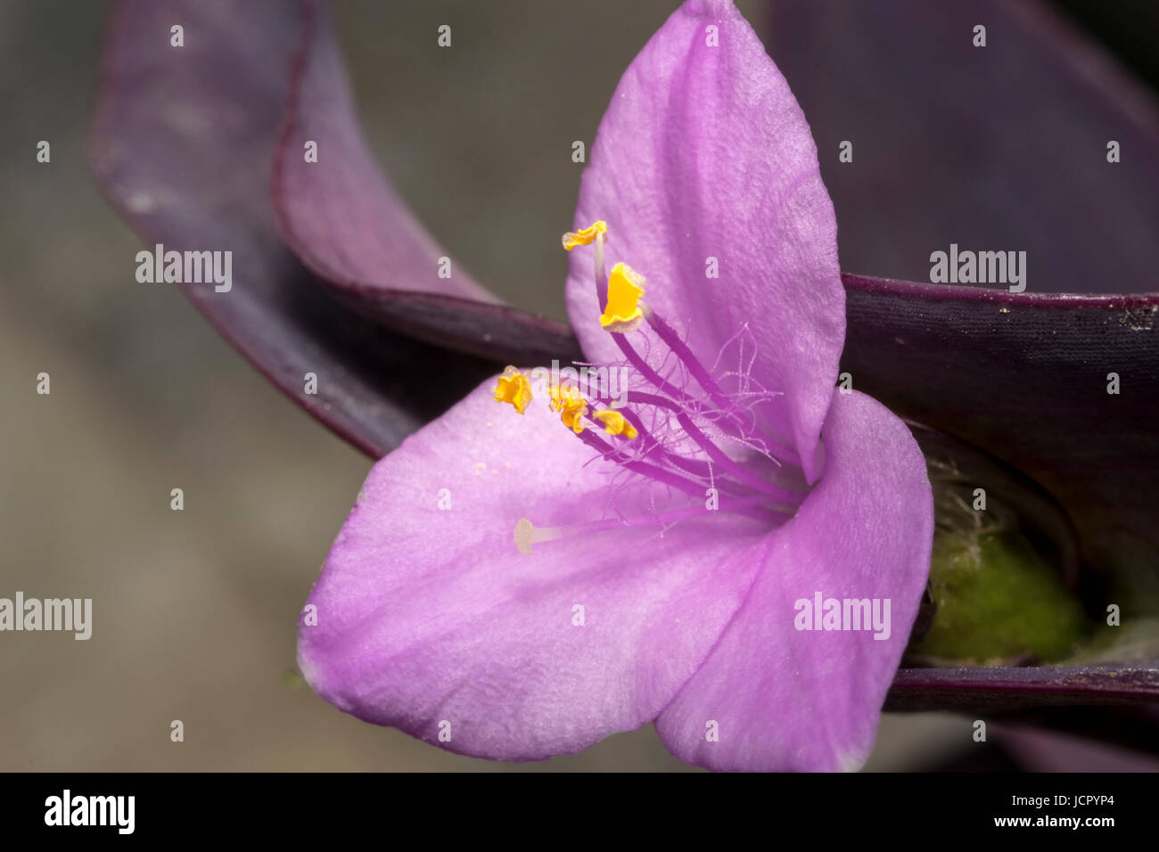 Pink flower with yellow stigma and pollen Stock Photo - Alamy