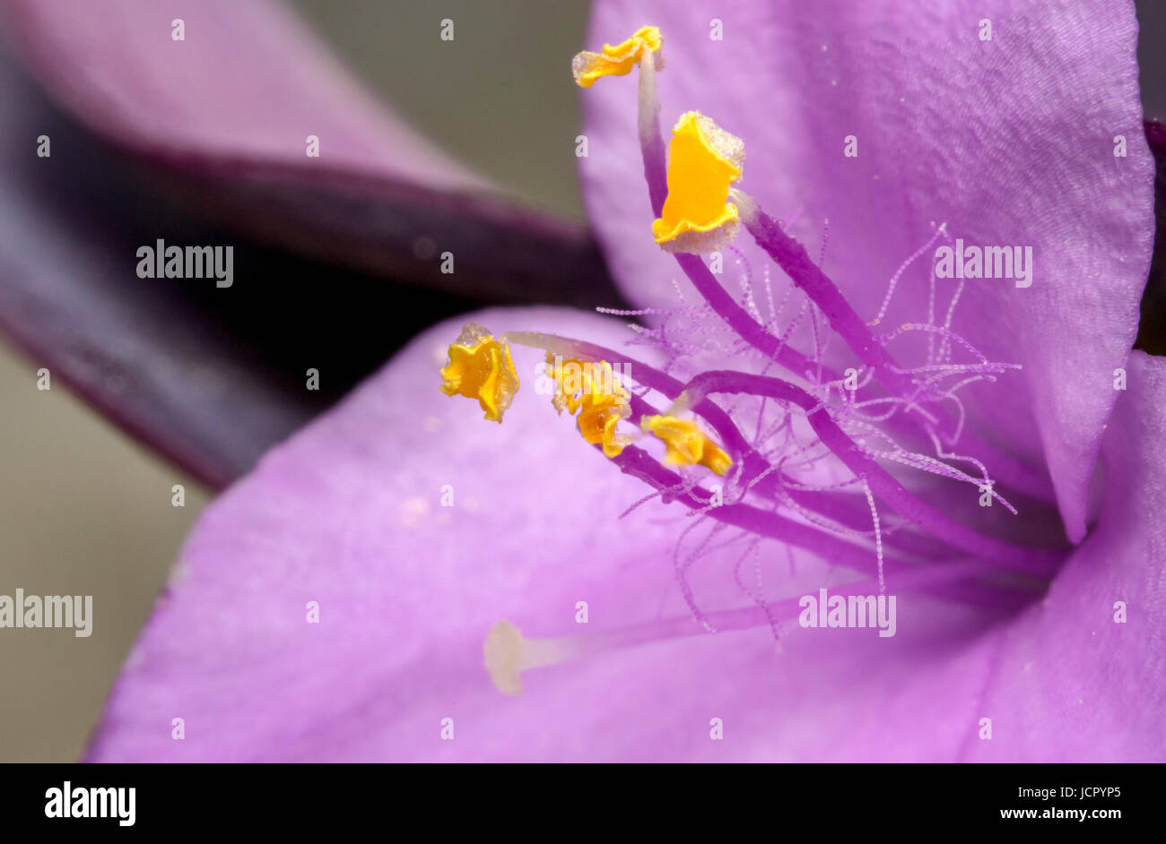 Pink flower with yellow stigma and pollen Stock Photo - Alamy