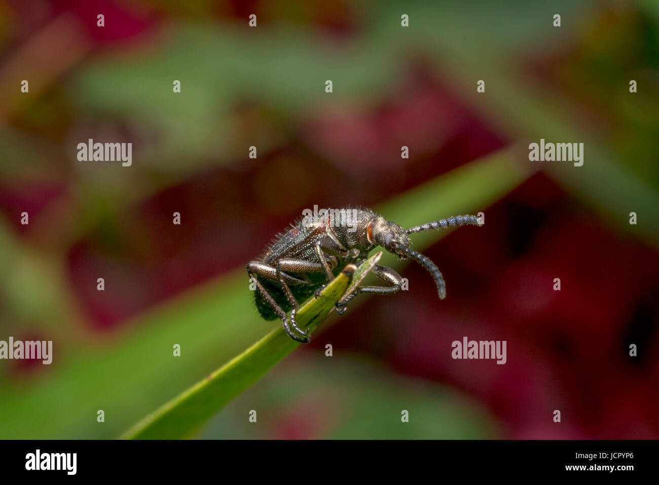 Ugly long horn bug walking on a leaf Stock Photo - Alamy