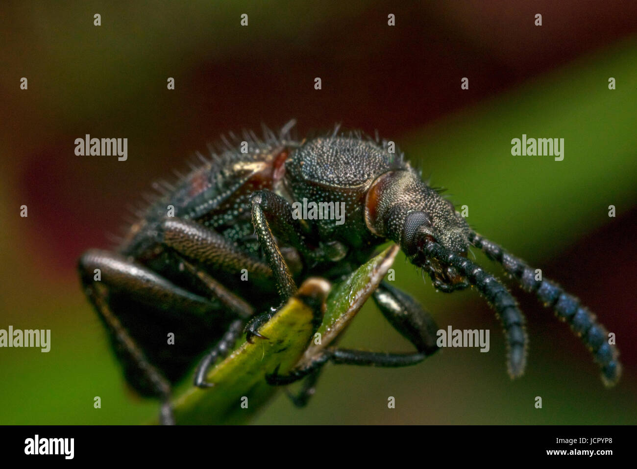 Ugly Bugs Of Montana