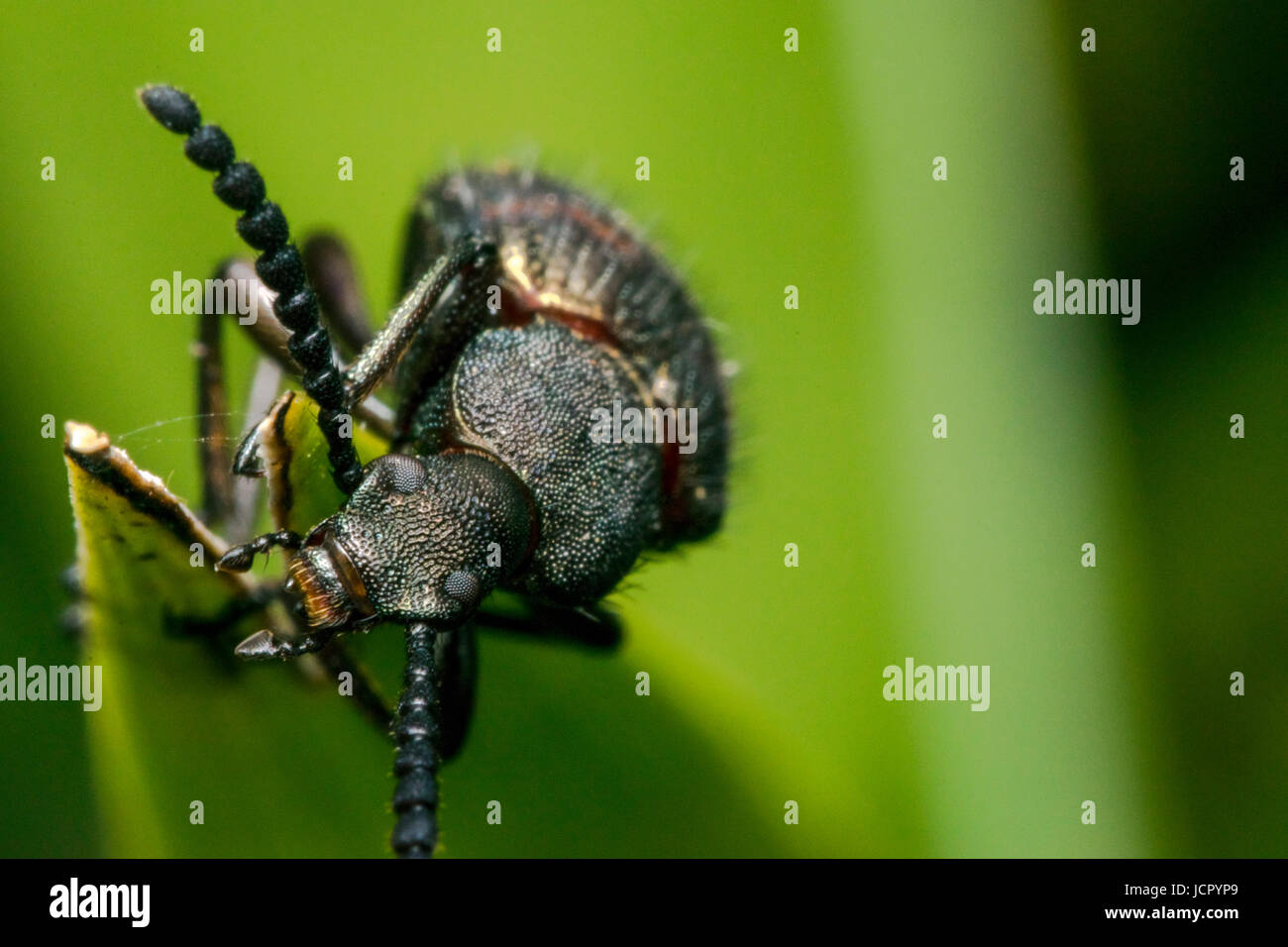 Cerambycidae longhorn beetle hi-res stock photography and images - Alamy
