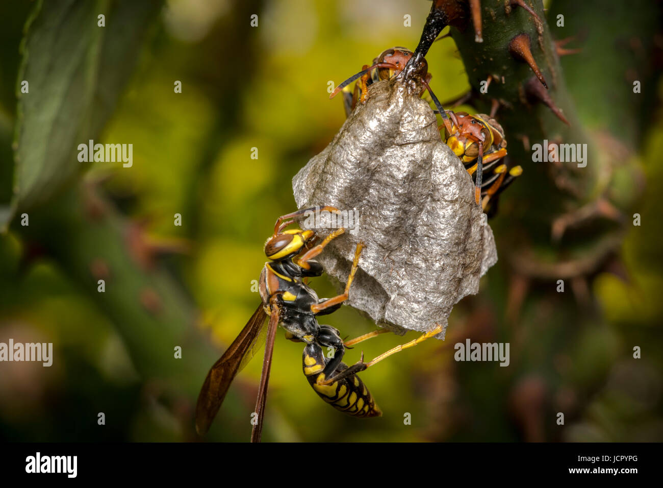 Wasps building a nest on a tree branch Stock Photo - Alamy