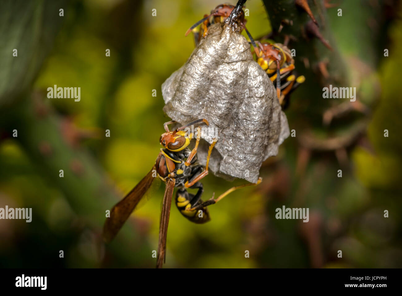 Wasps building a nest on a tree branch Stock Photo - Alamy
