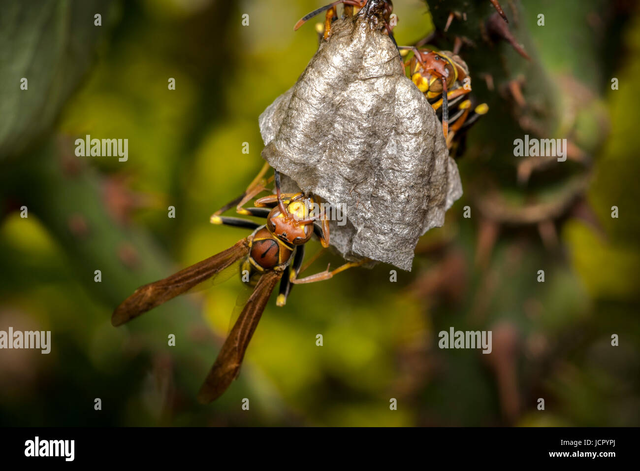Wasps building a nest on a tree branch Stock Photo - Alamy