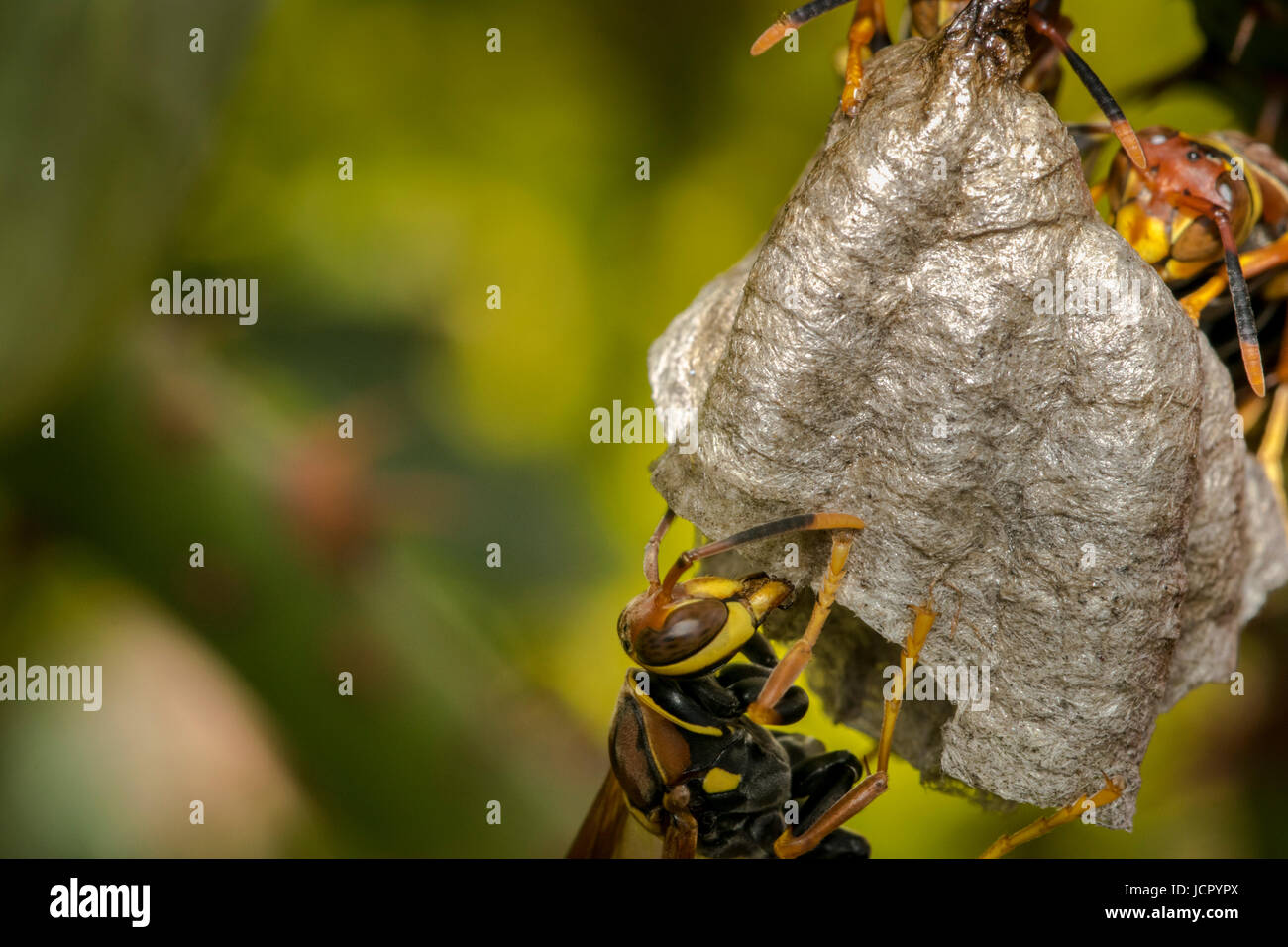 Wasps building a nest on a tree branch Stock Photo - Alamy