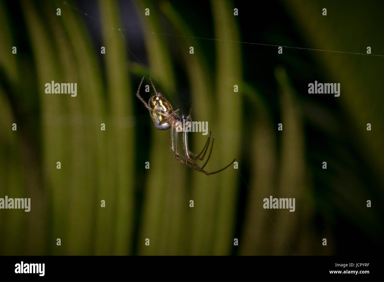 Scary spider hi-res stock photography and images - Alamy