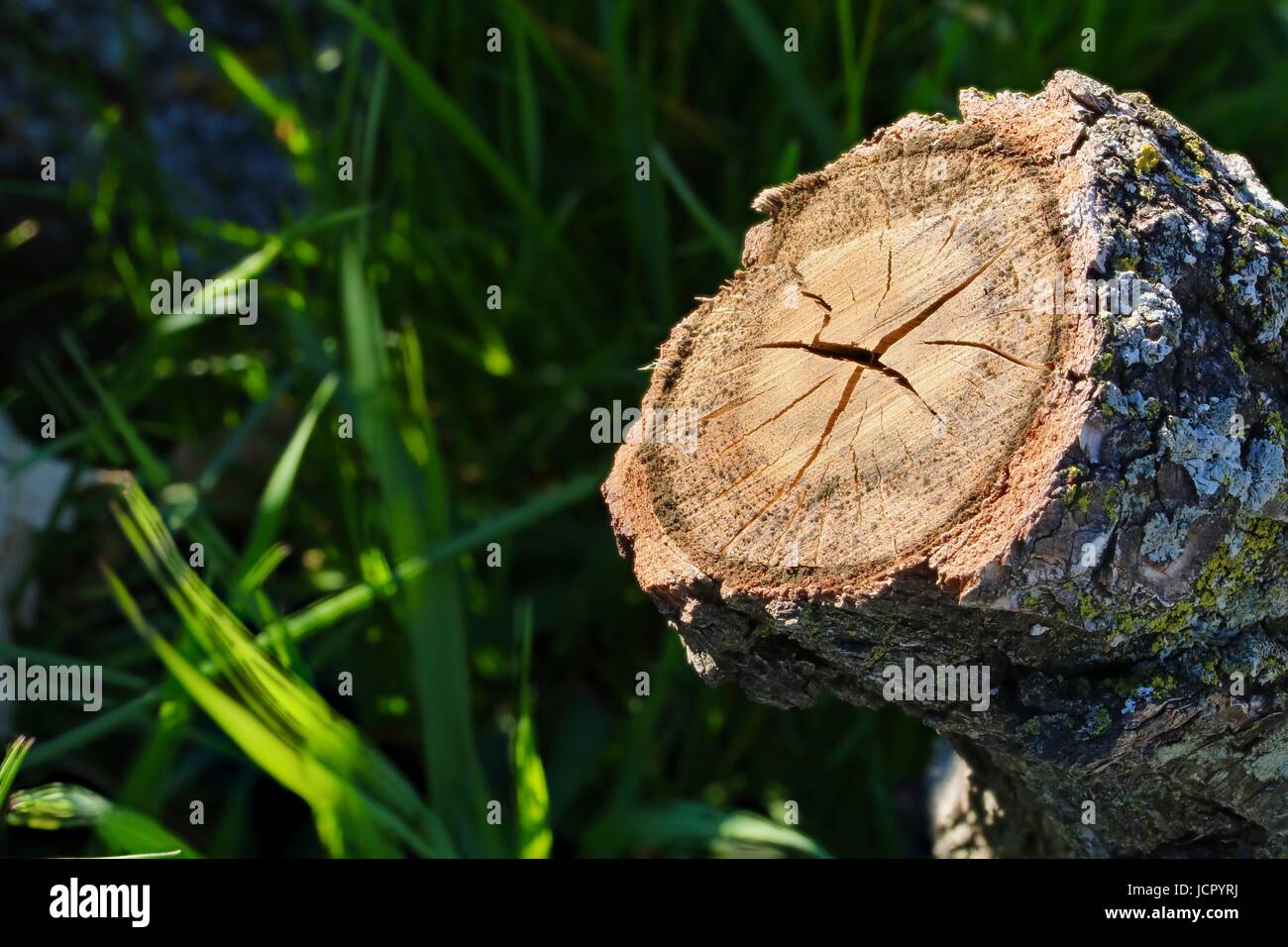 Section of oak log Stock Photo - Alamy