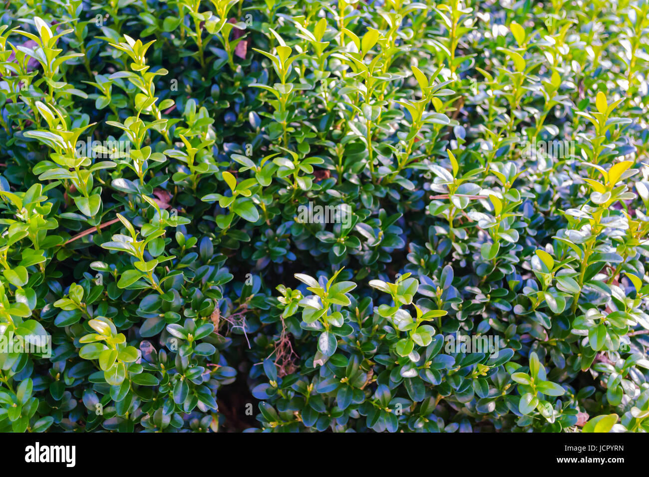 Box tree plant in the garden on spring. Green background Stock Photo ...