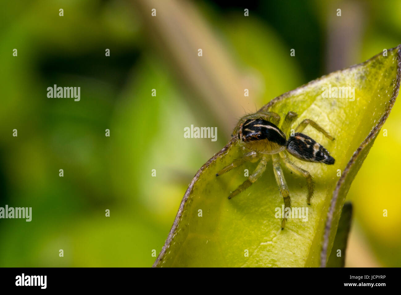 Tiny cute jumping spider on a tree leaf Stock Photo - Alamy