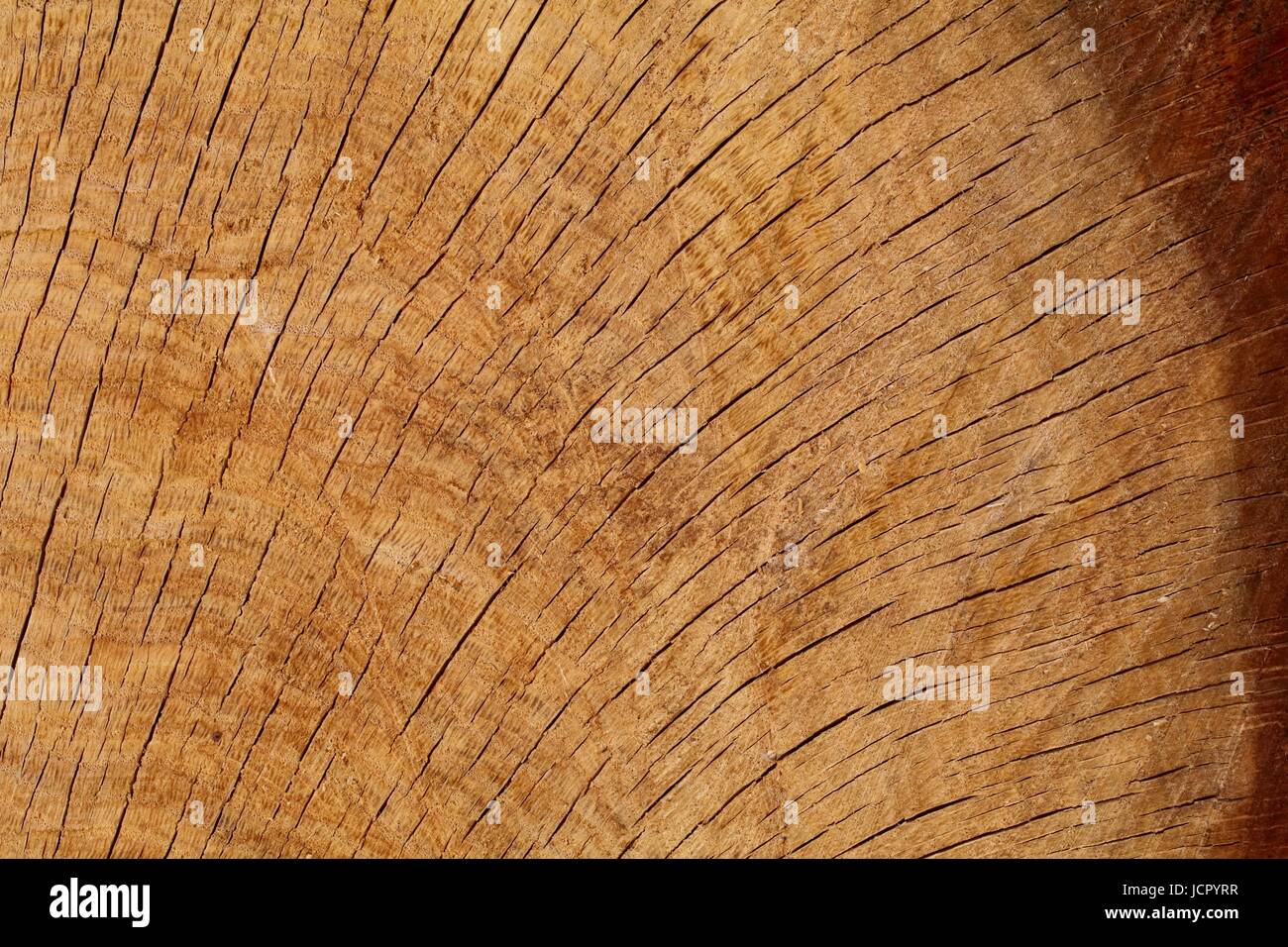 Section of oak log Stock Photo - Alamy