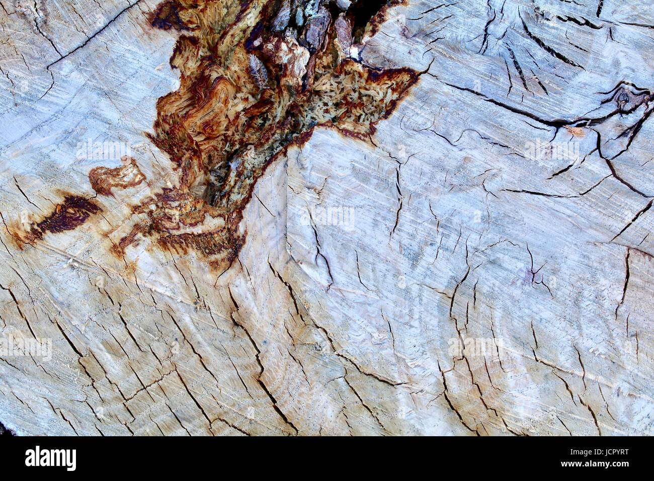 Section of oak log Stock Photo - Alamy