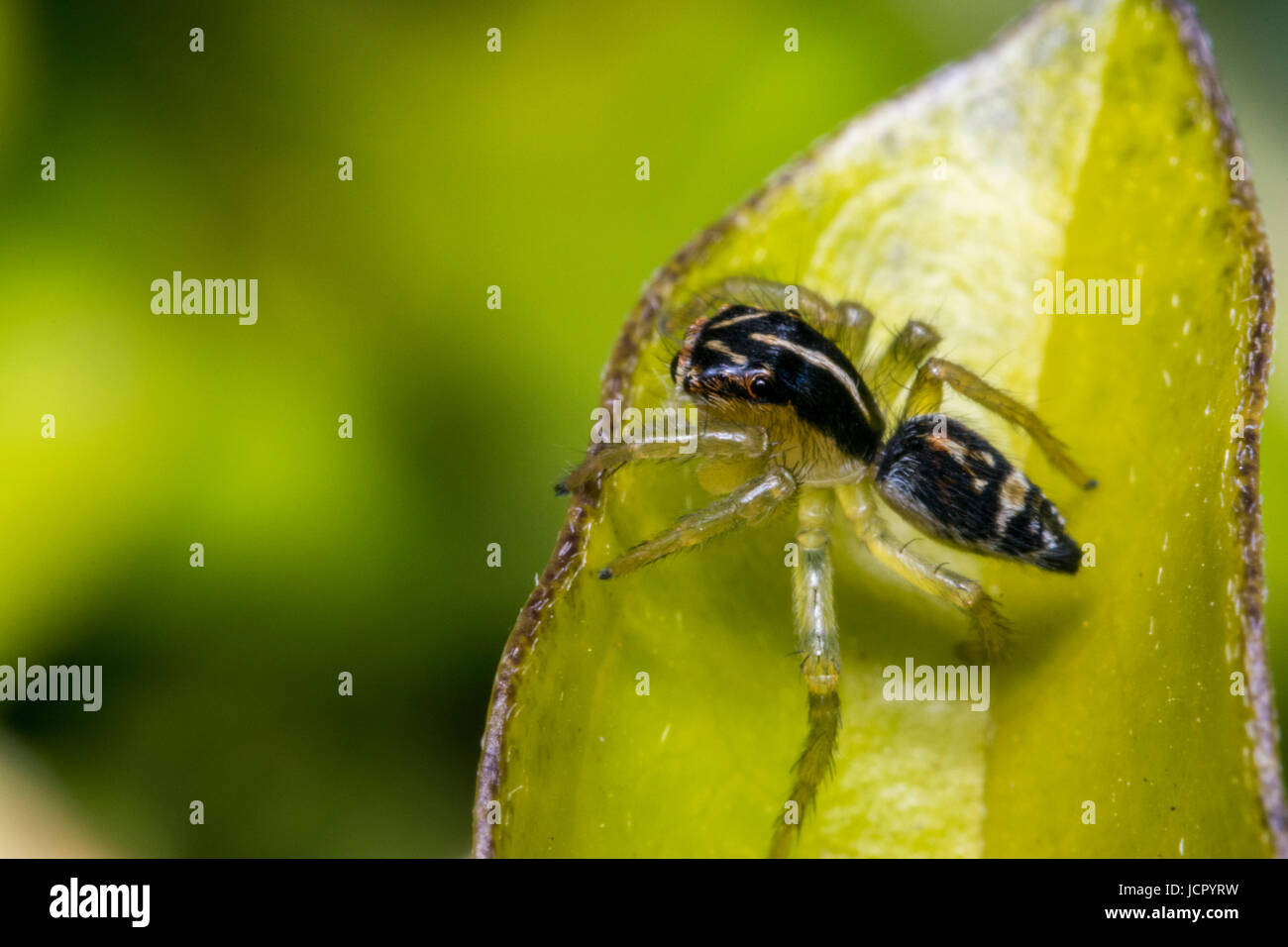 Tiny cute jumping spider on a tree leaf Stock Photo - Alamy
