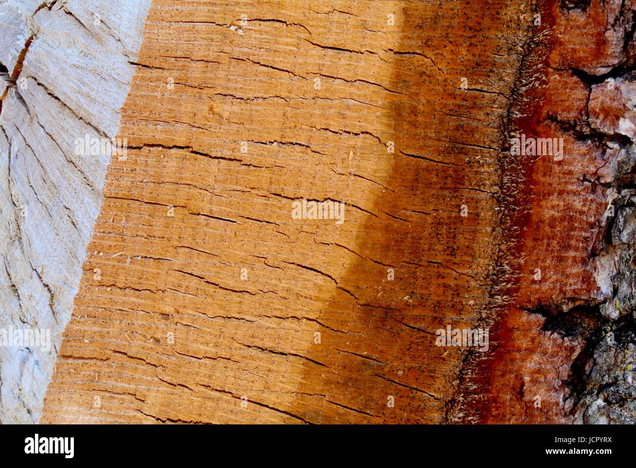 Oak log hi-res stock photography and images - Alamy
