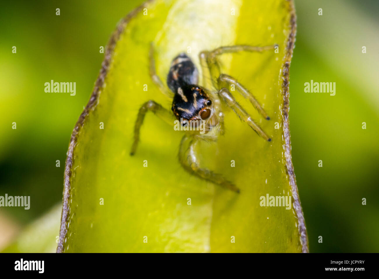Jumping spider detail hi-res stock photography and images - Alamy