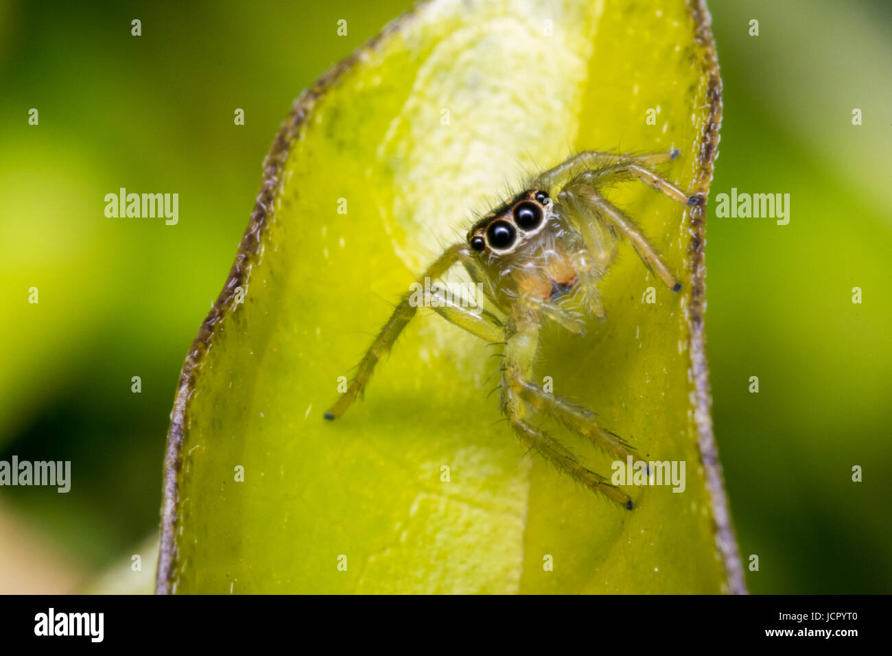 Jumping Spider Cute