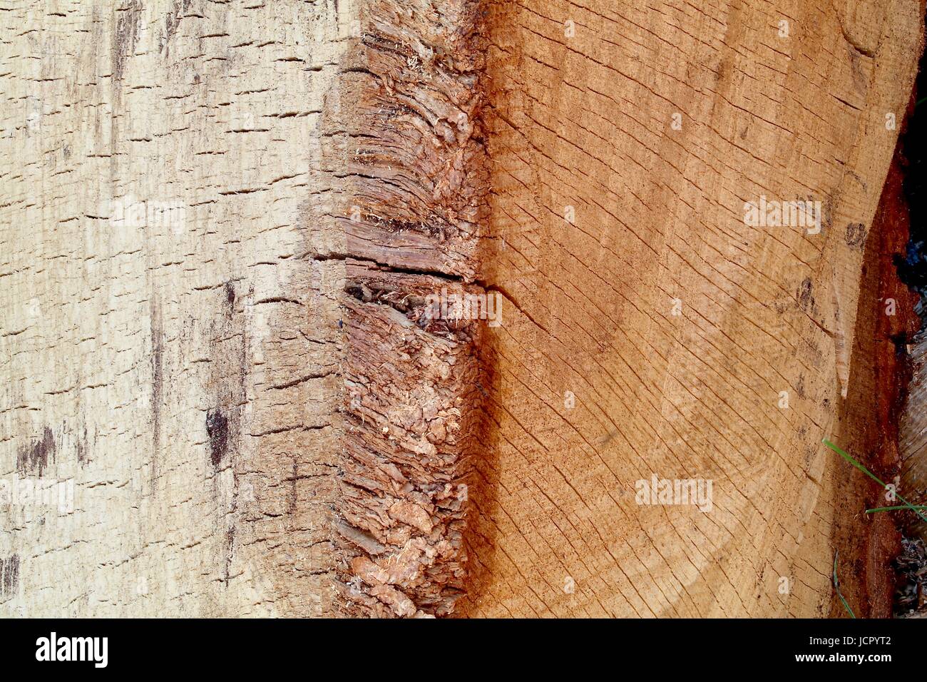 Section of oak log Stock Photo - Alamy