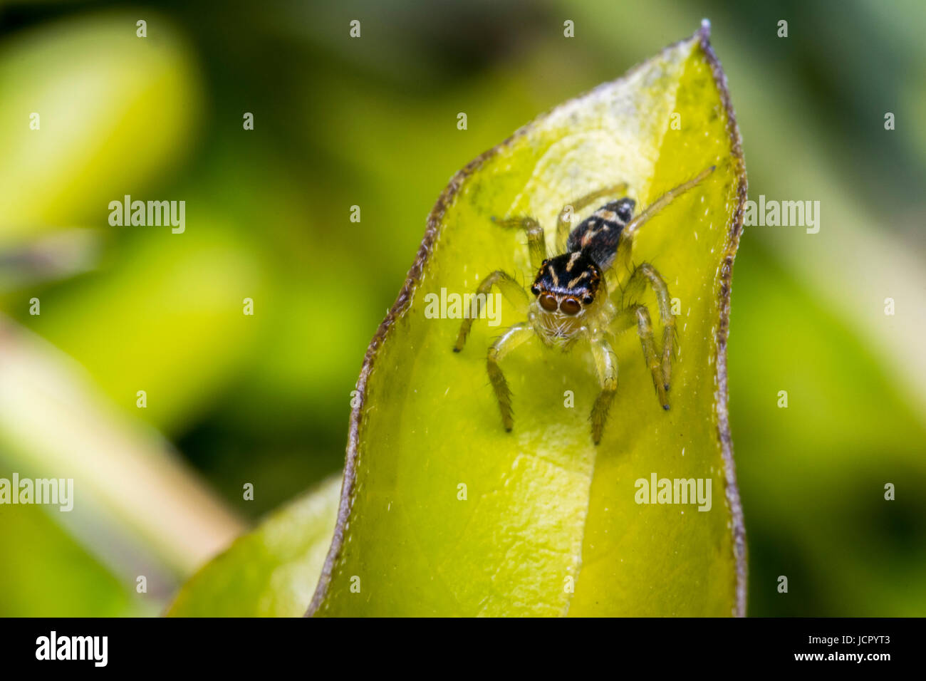 Tiny cute jumping spider on a tree leaf Stock Photo - Alamy
