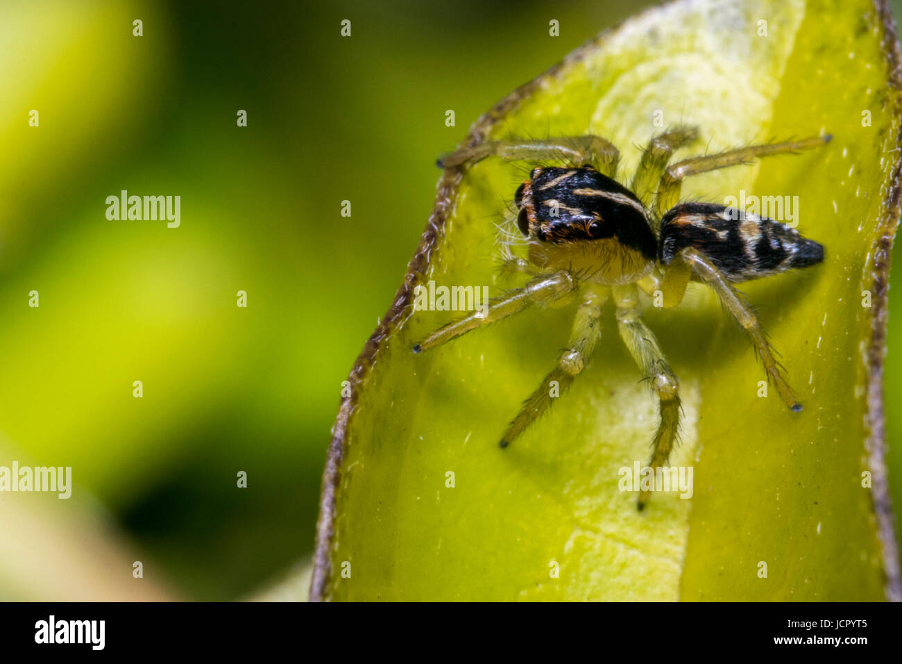 Spider eye cute hi-res stock photography and images - Alamy