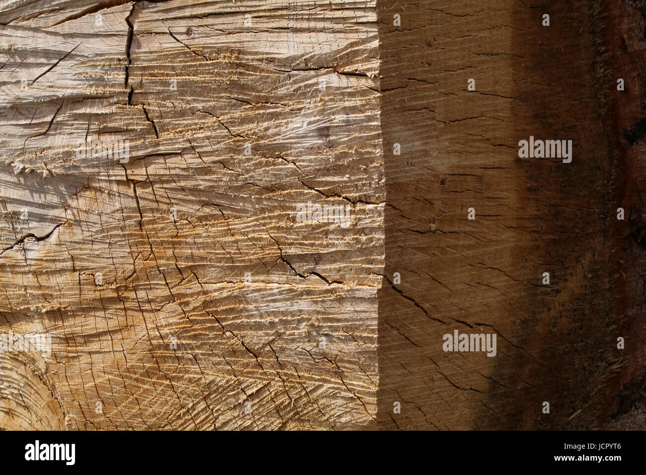 Section of oak log Stock Photo - Alamy