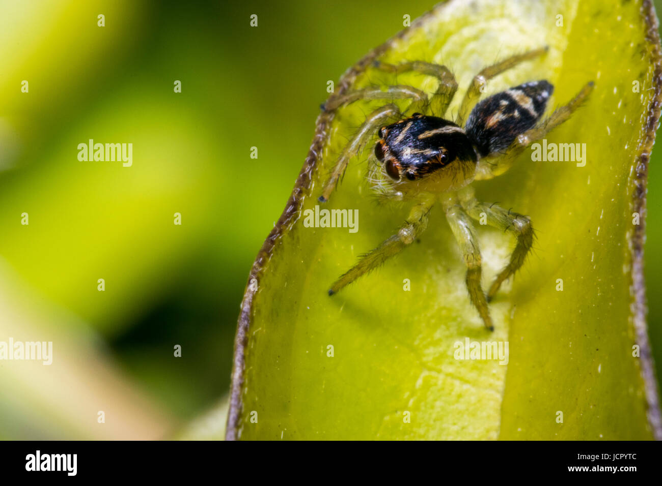 Tiny cute jumping spider on a tree leaf Stock Photo - Alamy