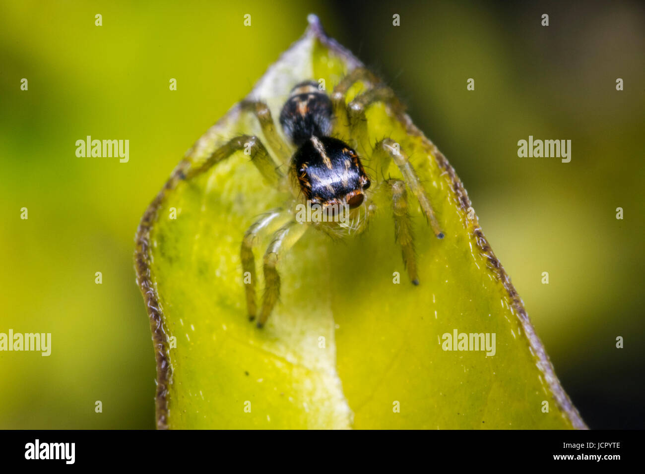 Spider eye cute hi-res stock photography and images - Alamy