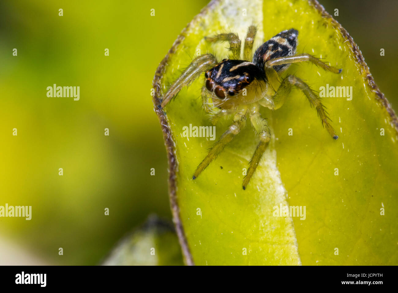 Tiny cute jumping spider on a tree leaf Stock Photo - Alamy