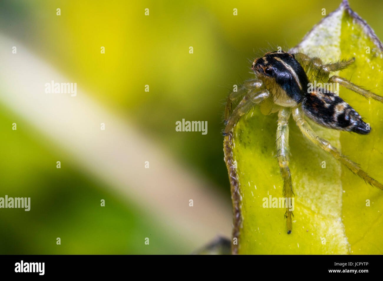 Tiny cute jumping spider on a tree leaf Stock Photo - Alamy