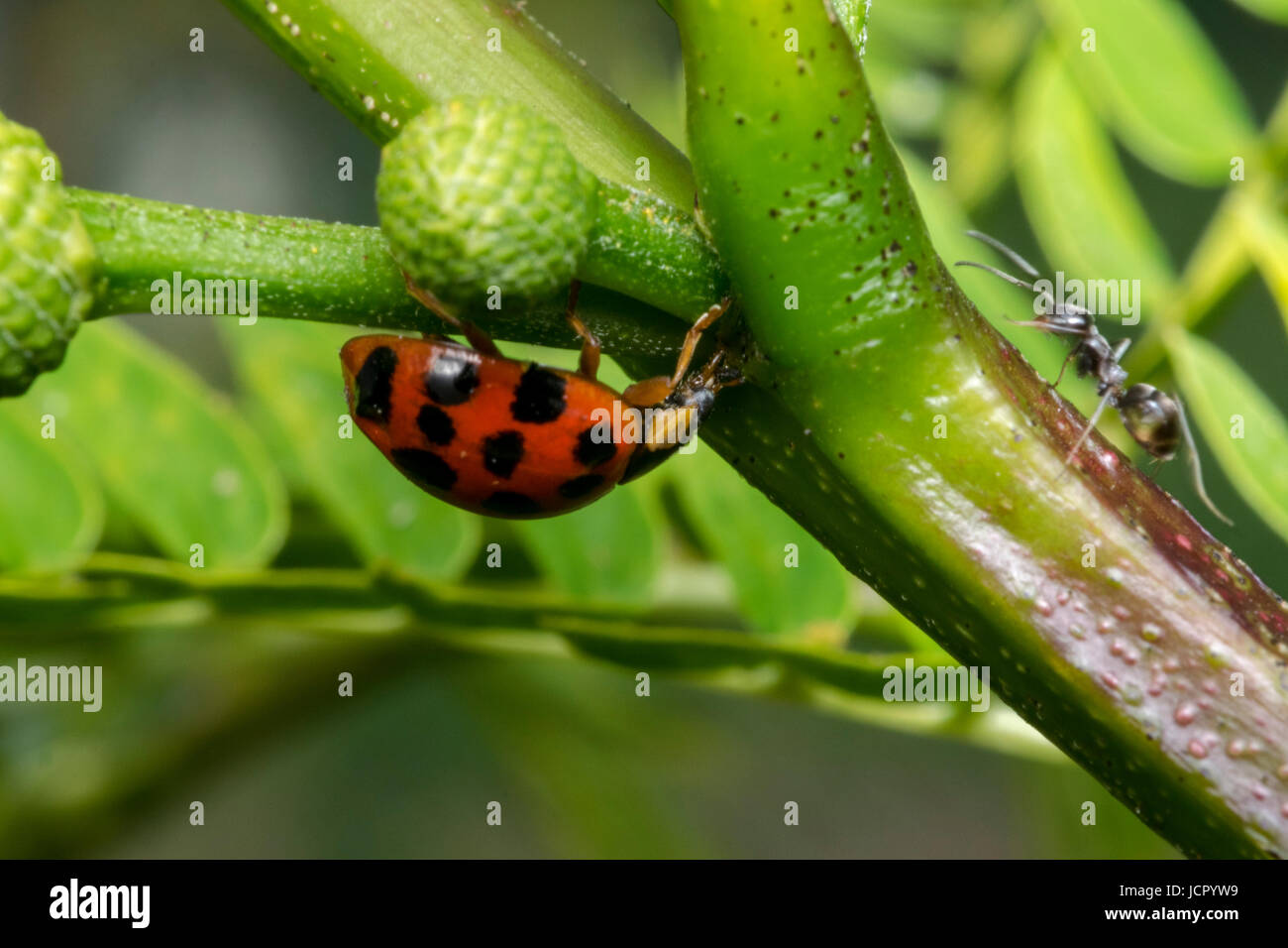 Ant ladybug hi-res stock photography and images - Alamy