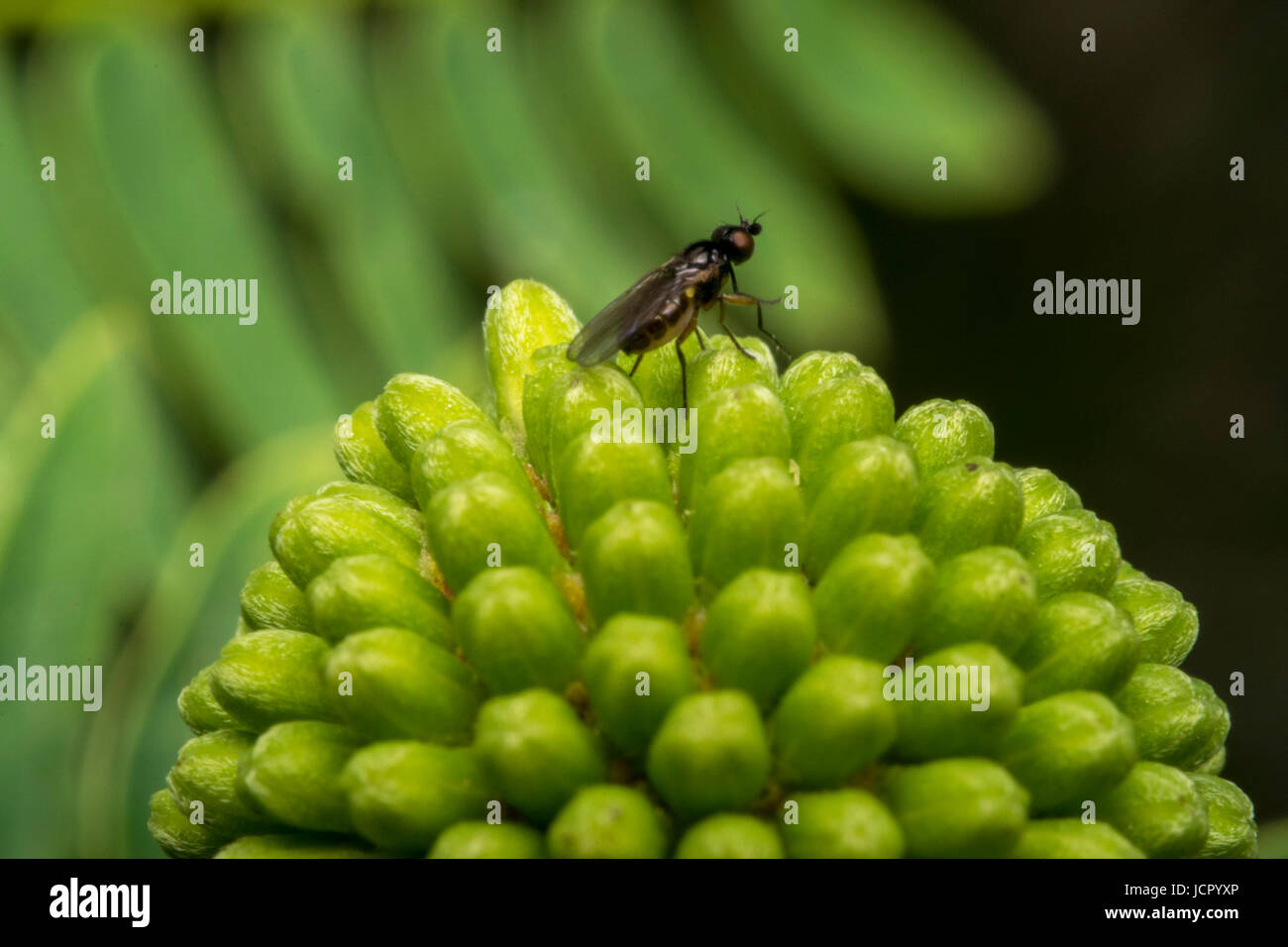 Tiny fly resting on a rounded green plant Stock Photo - Alamy